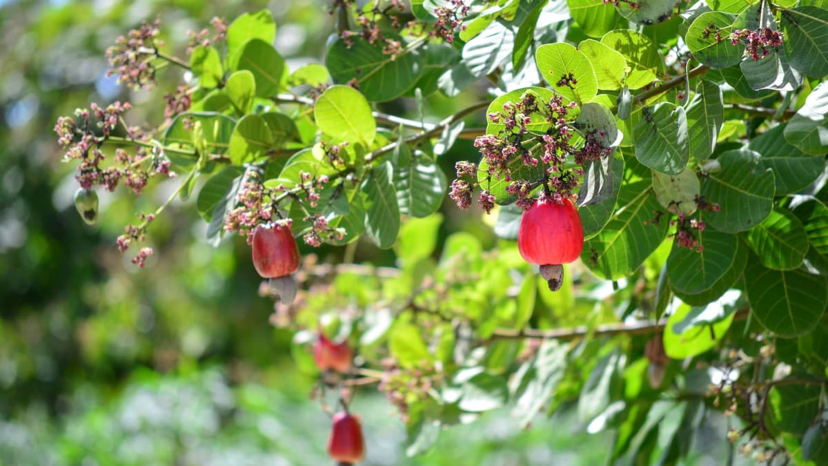 Robust International | Swedfund