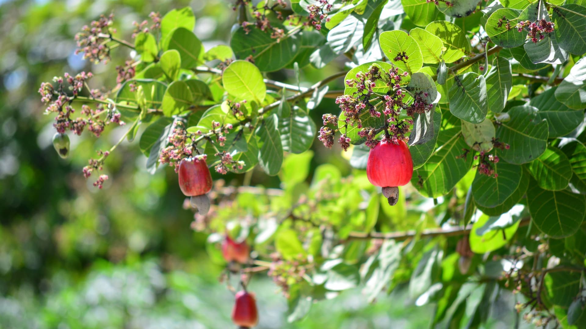 Robust International | Swedfund