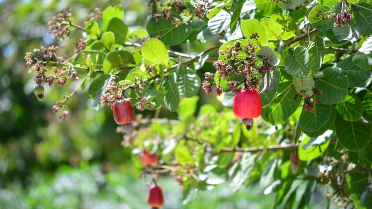 Robust International | Swedfund