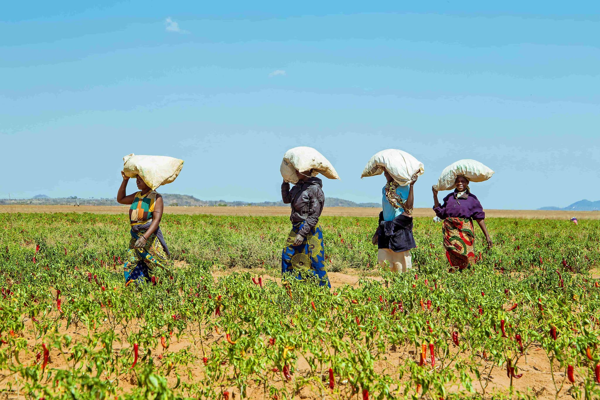 Swedfund, BII and Norfund invest $85 million in AgDevCo to support agribusinesses in Africa ...